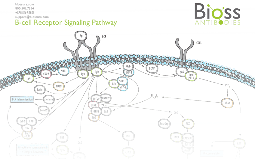 Cell Signaling Poster